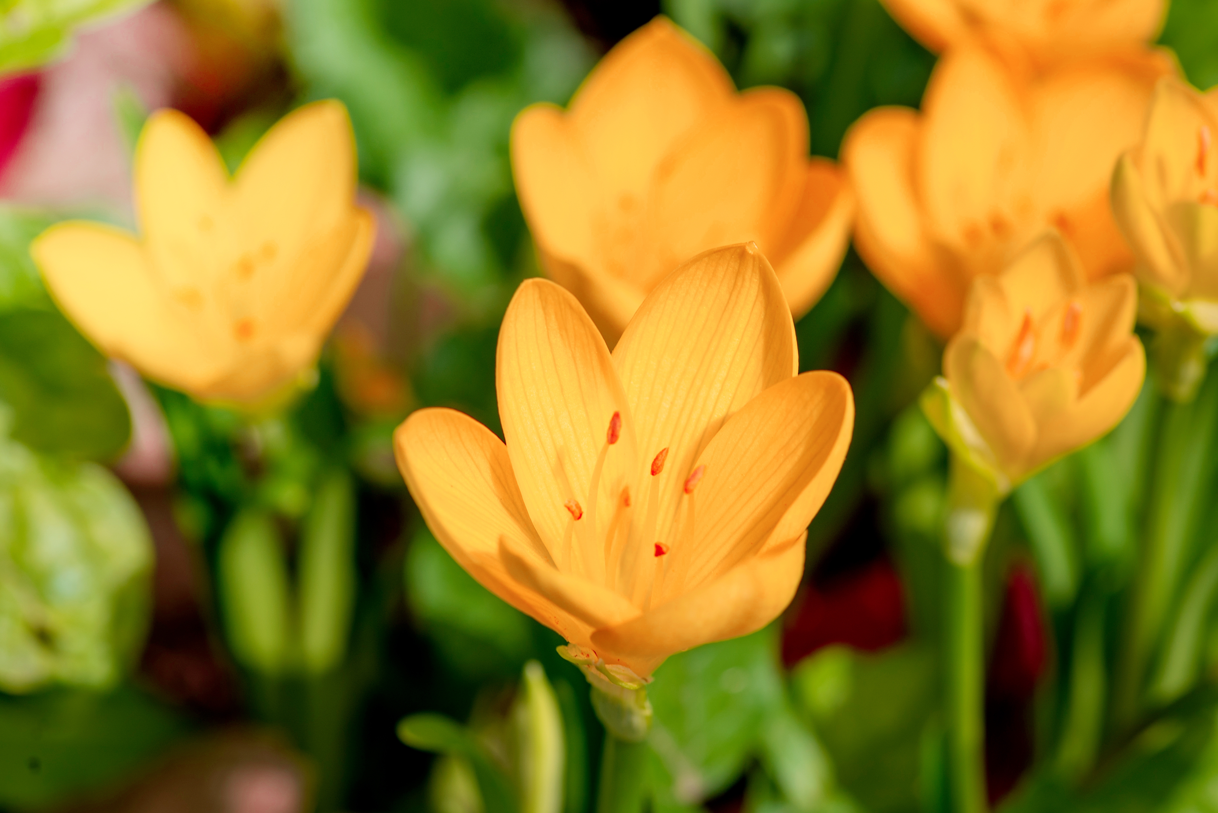 Looking ahead to your autumn bulbs | Wickes.co.uk