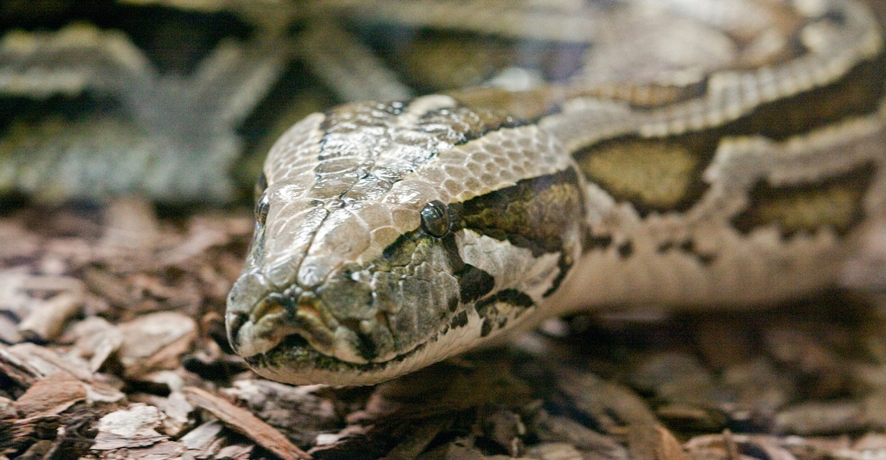 Python 3.12 Advances Open Source Programming Language Python 3.12 Advances Open Source Programming Language