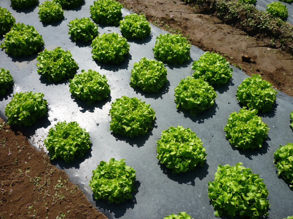 Green Matter: BASF launches new injection molding and thermoforming gr