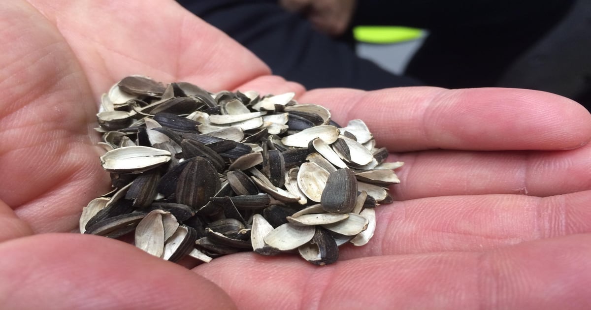 Golden Compound harnesses sunflower power to create fiber-filled bioco