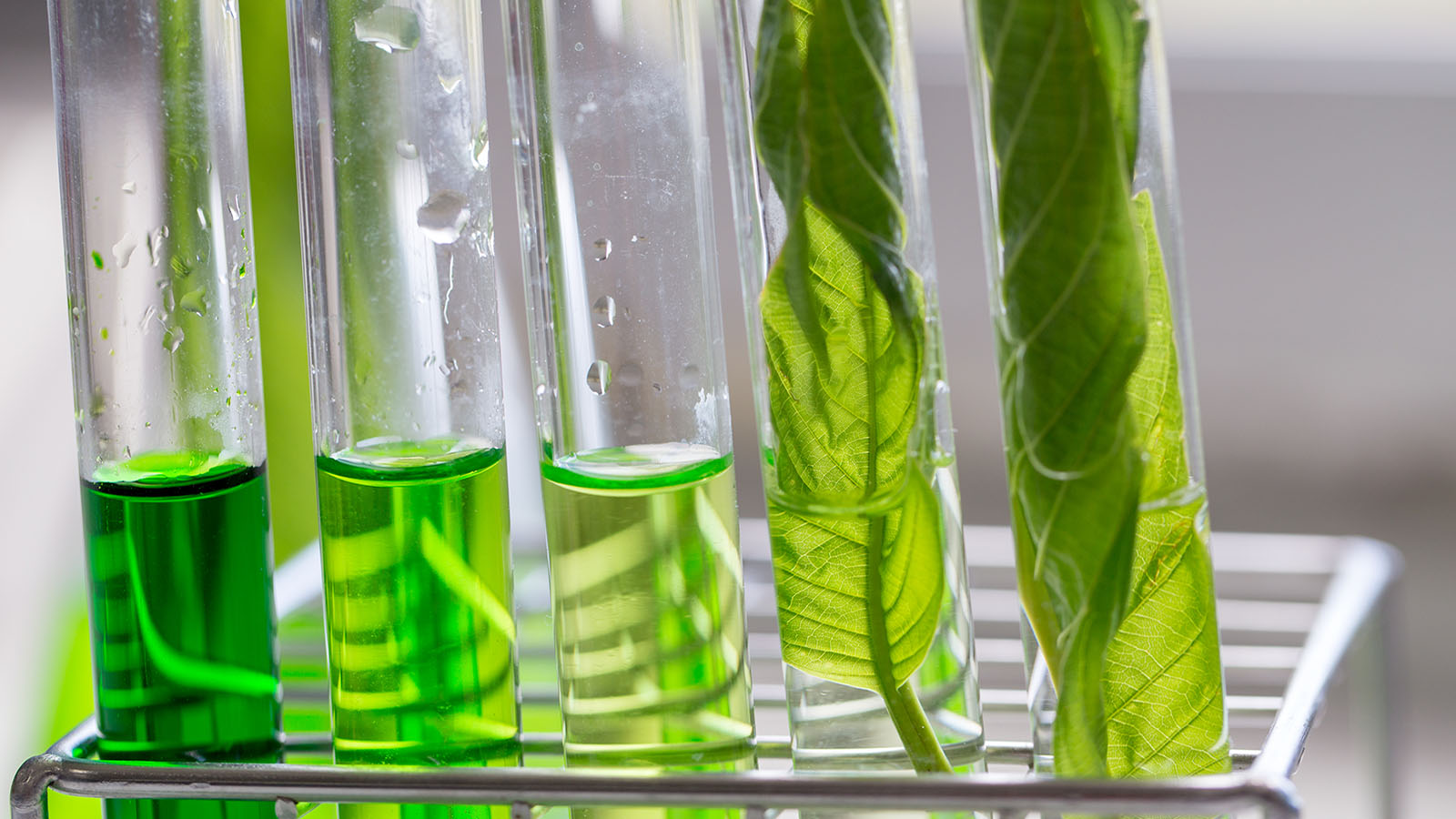 Lignin-based Bioplastic Material