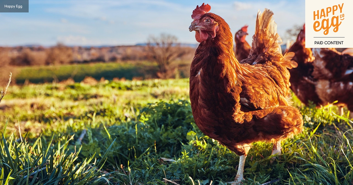Happy hens make Happy Eggs