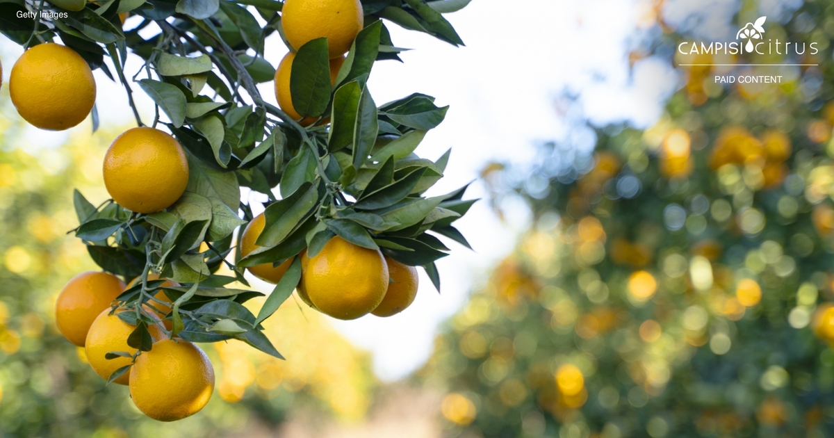 Elevating quality in citrus processing