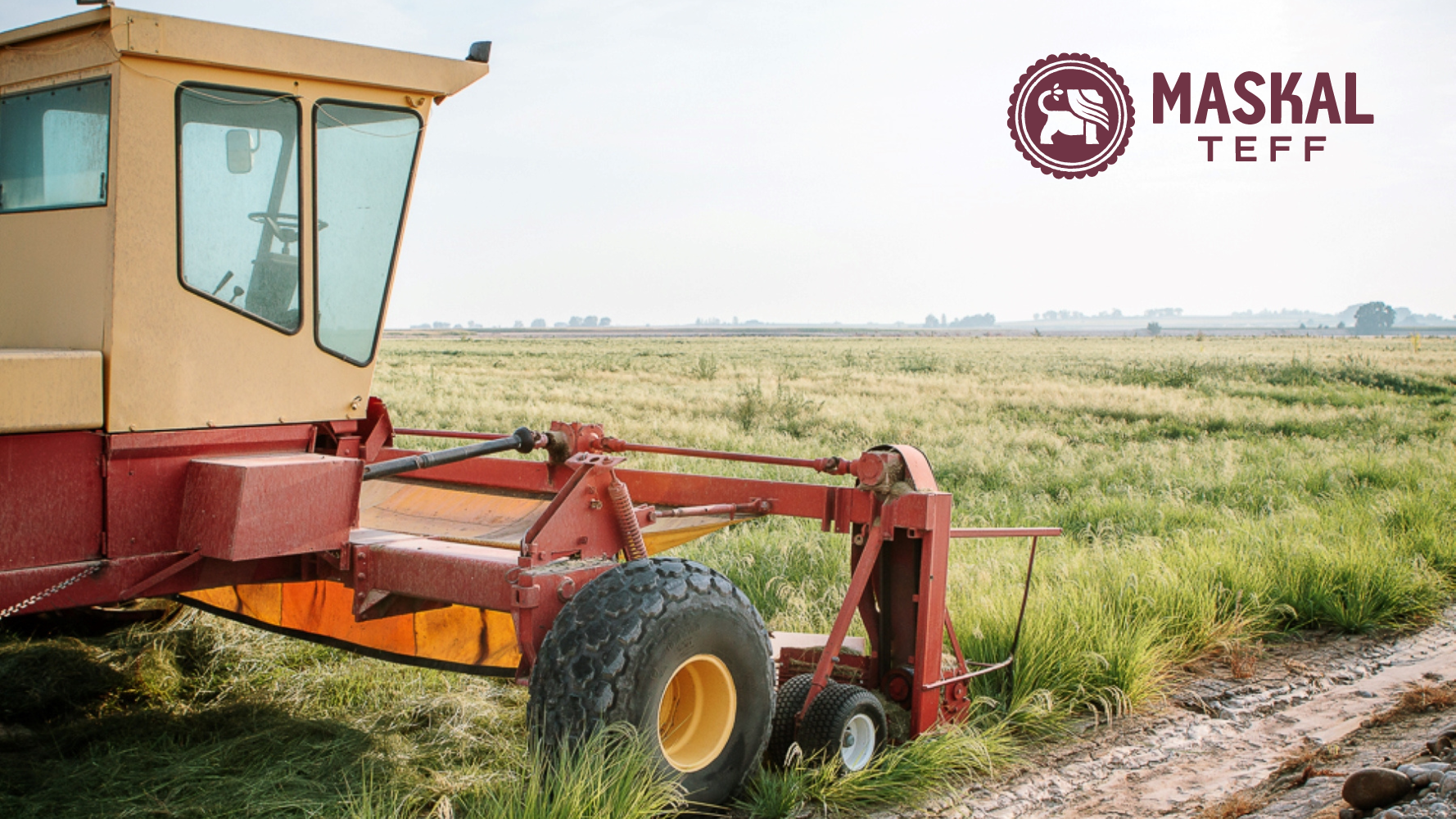 From Ethiopia to Idaho, Maskal Teff grows a gluten-free opportunity