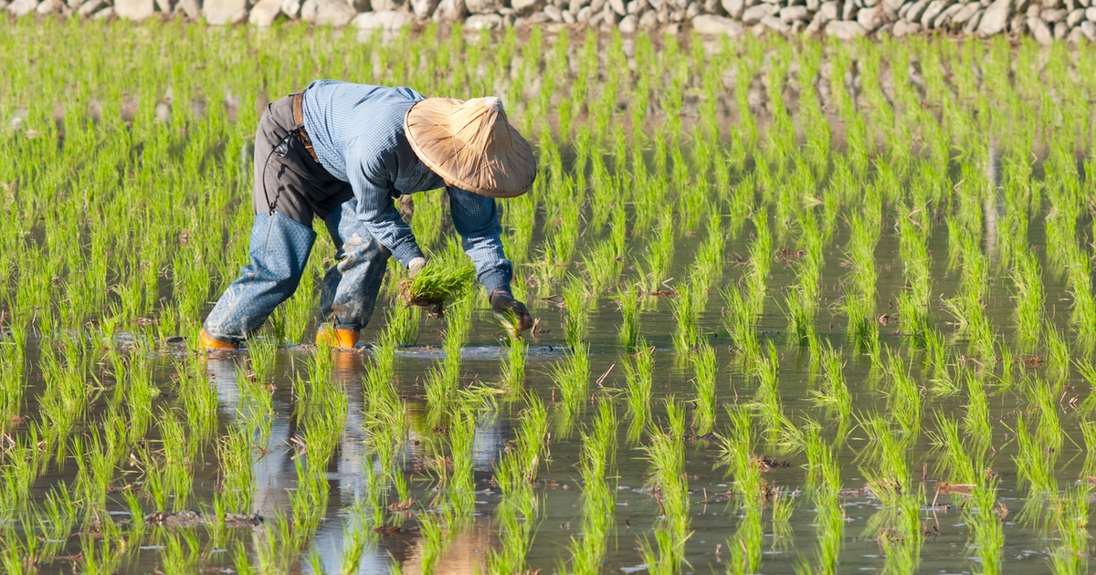 5 ways to feed 10 billion people by 2050