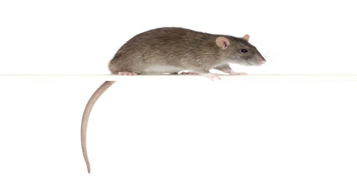 Séralini's controversial GMO study, republished