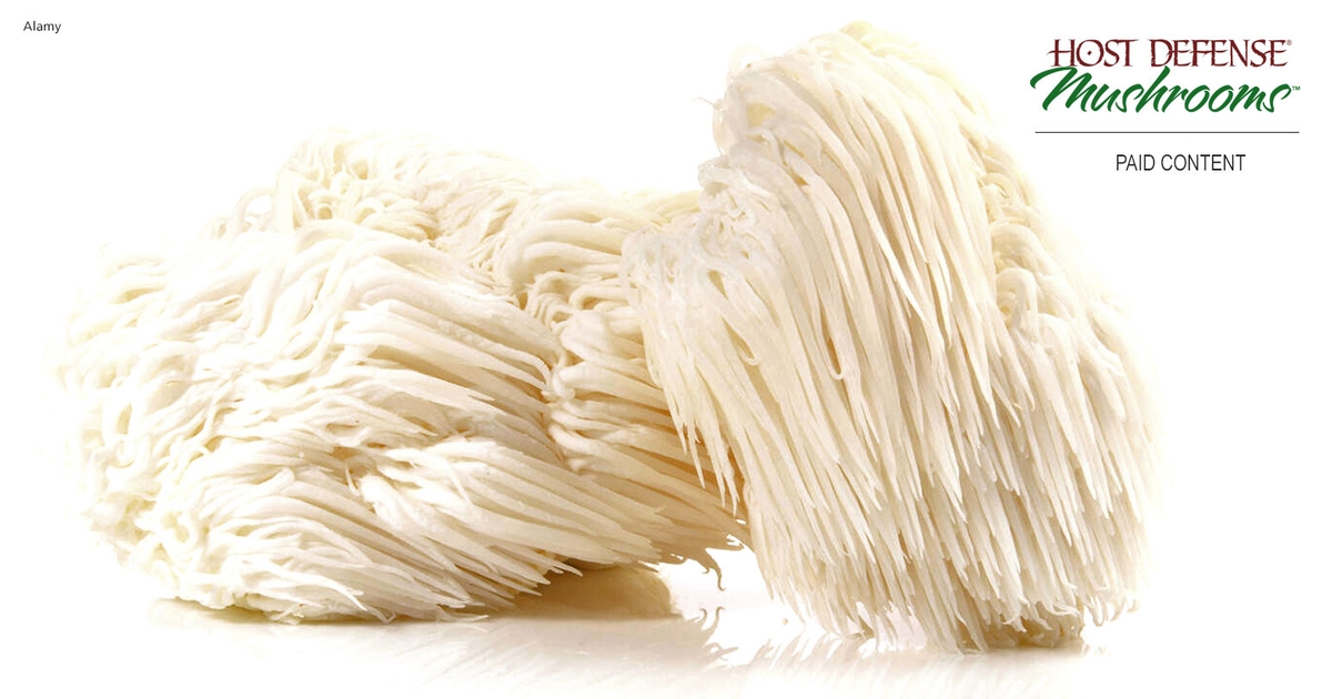 The smart, functional fungi