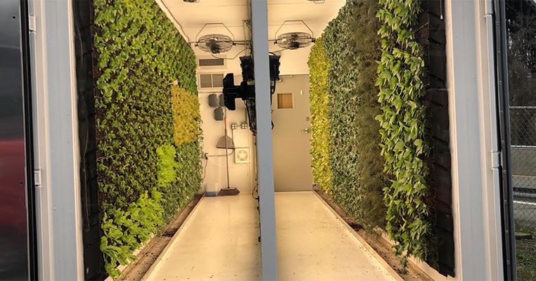 'Wall farm' allows shoppers to pick their own produce in store