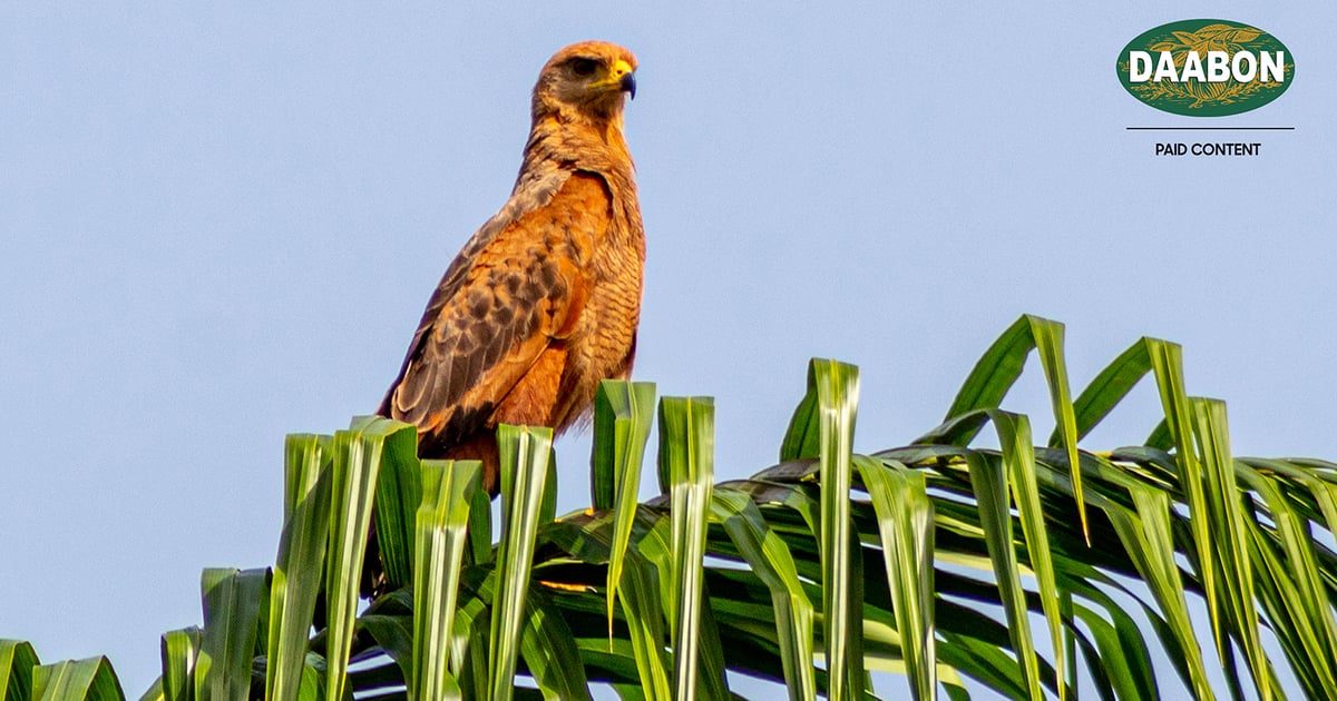 Learn how Daabon is setting the standard for sustainable palm oil