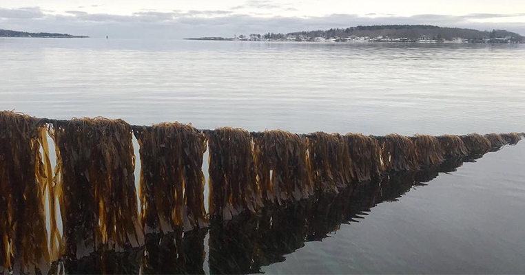 NEXTY Award finalist Atlantic Sea Farms builds a planet-friendly brand