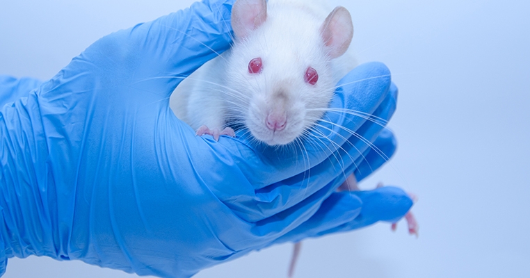 5@5: US may ban animal testing | AHPA urges halt to new CAFOs