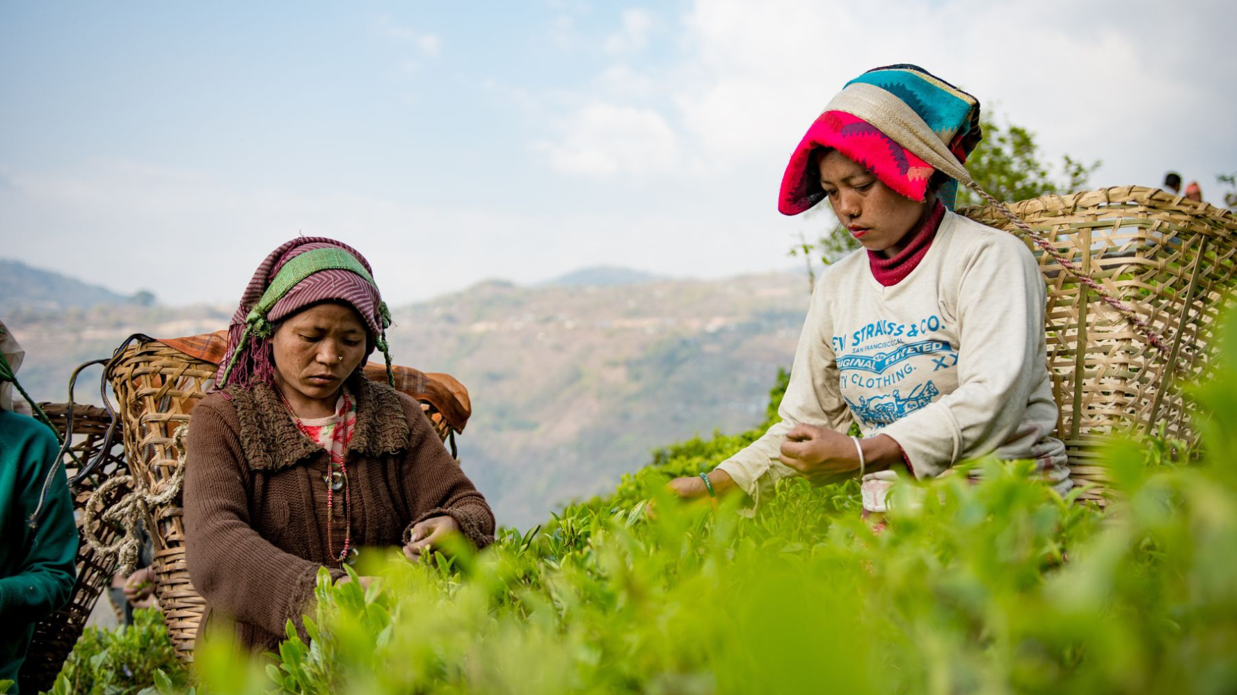 Nepal Tea Collective makes a name for Nepalese teas