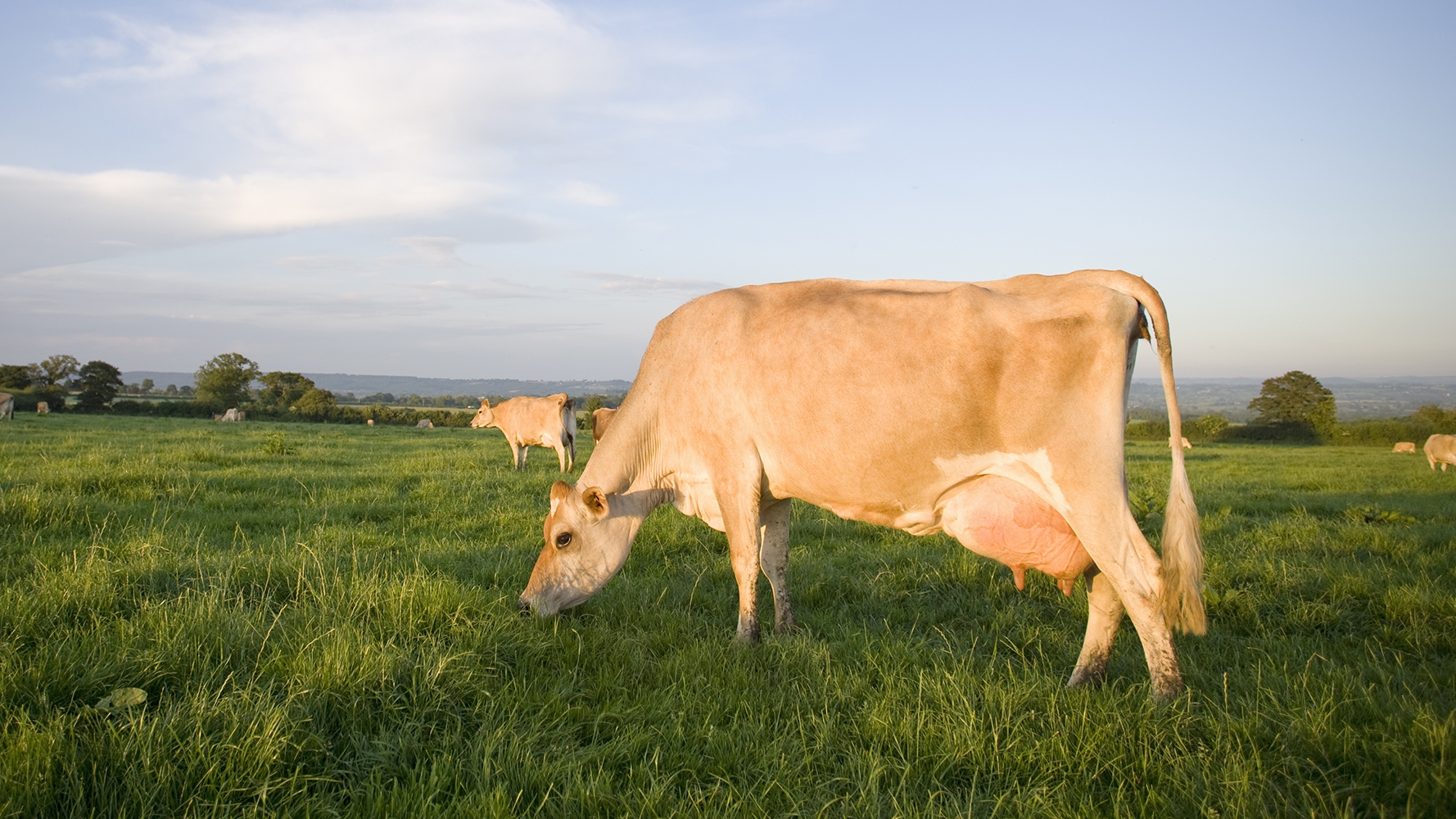 Bellwether Farms yogurt reaches more consumers as gut health trends upward