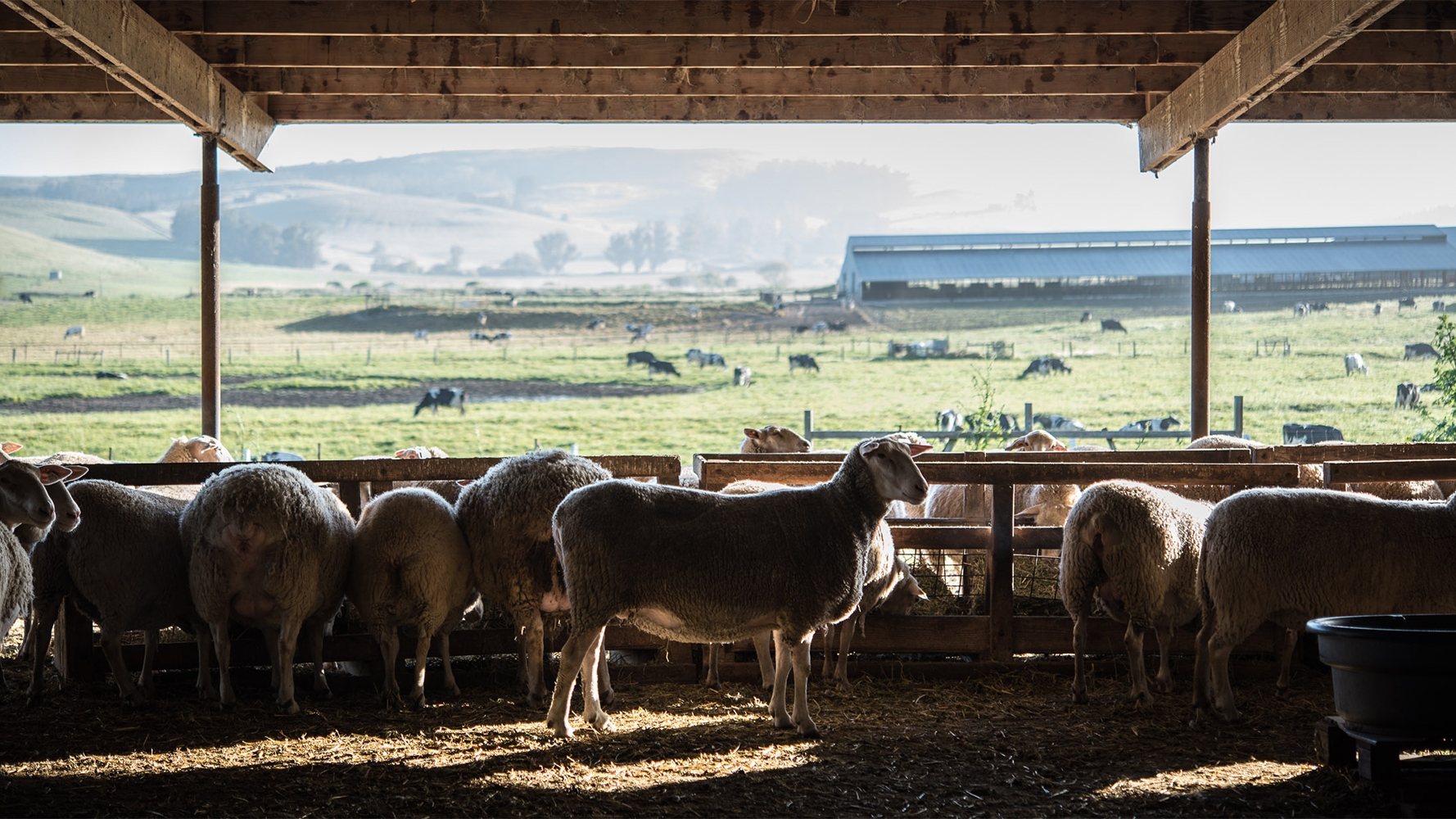 Bellwether Farms yogurt reaches more consumers as gut health trends upward