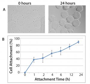 hMSC Expansion with Dissolvable Microcarriers