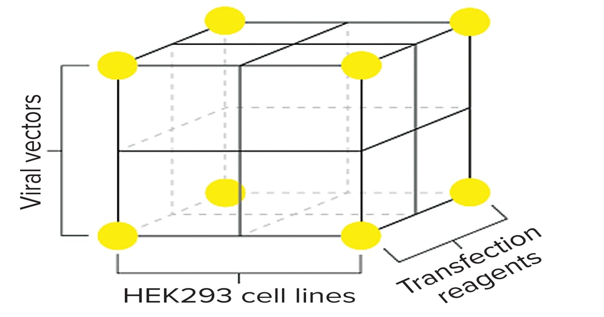 Using HEK Cell Cultures for Gene Therapy - BioProcess International