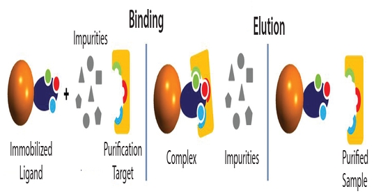 Innovative Downstream Purification Solutions for Viral Vectors ...