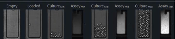 Automated Cell Line Development With Greater Than 99% Monoclonality On ...