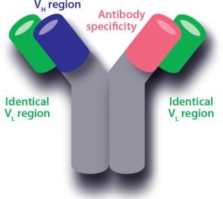 Purifying Common Light-Chain Bispecific Antibodies