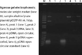 In-Process Control of pDNA Production on CIMac pDNA Analytical Column
