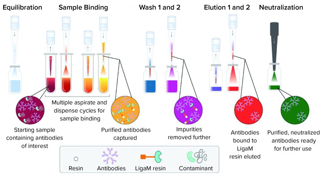 IgM Purification Using a Novel Affinity Ligand - BioProcess International
