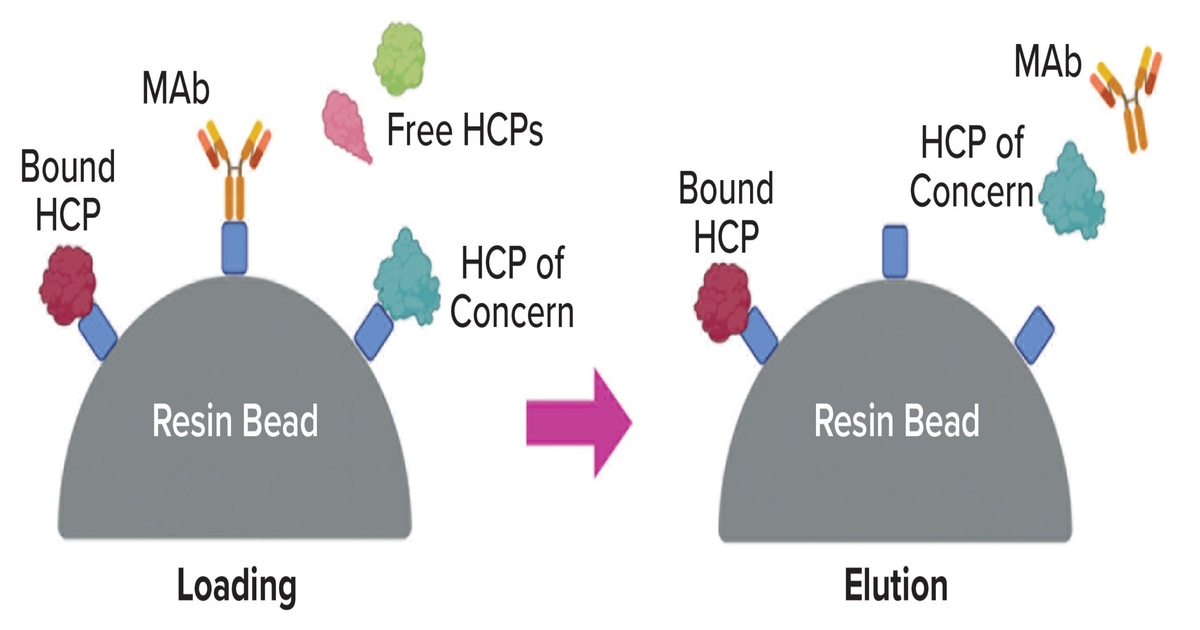 Control of Host Cell Proteins in Monoclonal-Antibody Bioprocessing ...