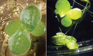 Development of a Plant-Made Pharmaceutical Production Platform