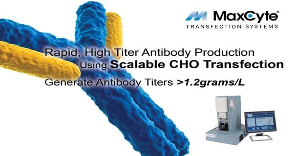 Gram Scale Antibody Production Using CHO Cell Transient Gene Expression ...