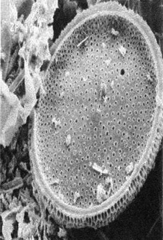 Large-Scale, Single-Use Depth Filtration Systems