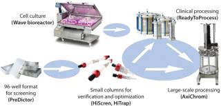 Optimization, Robustness, and Scale-Up of MAb Purification
