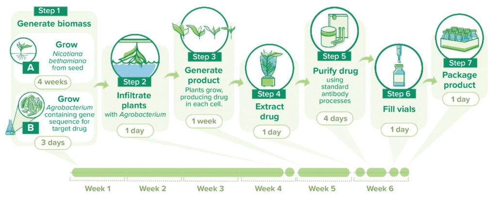 Plant-Based Protein Expression: Biomanufacturing and Biodefense ...