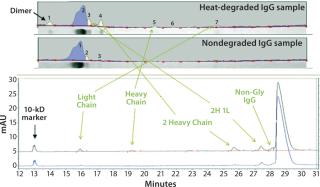 Comparing SDS-PAGE and CE-SDS for Antibody Purity Analysis