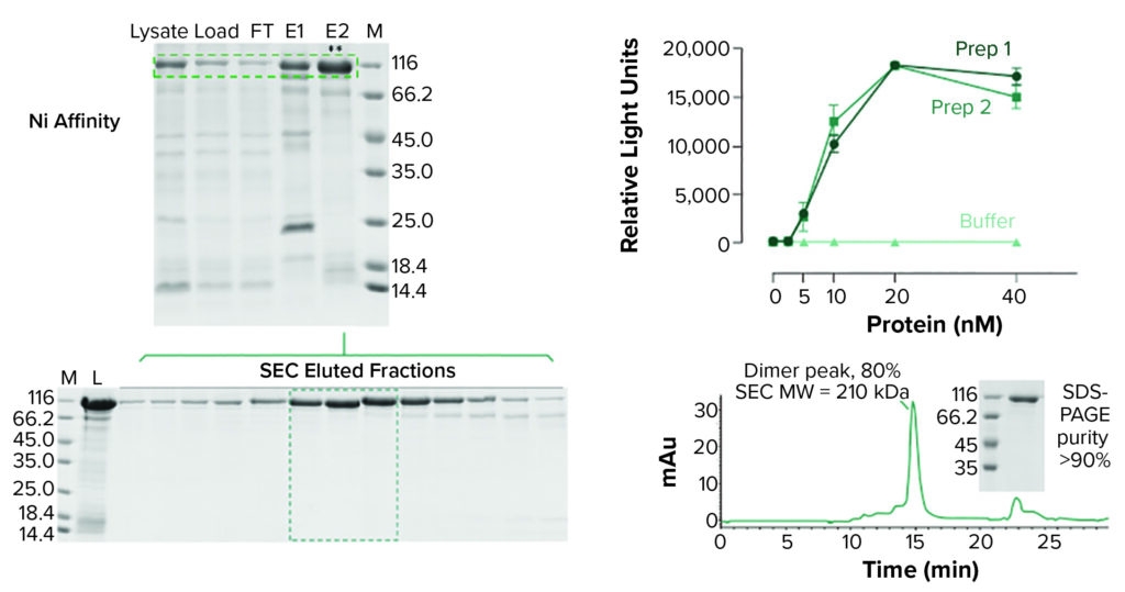 Recombinant Protein Expression with a Baculovirus–Insect Cell System
