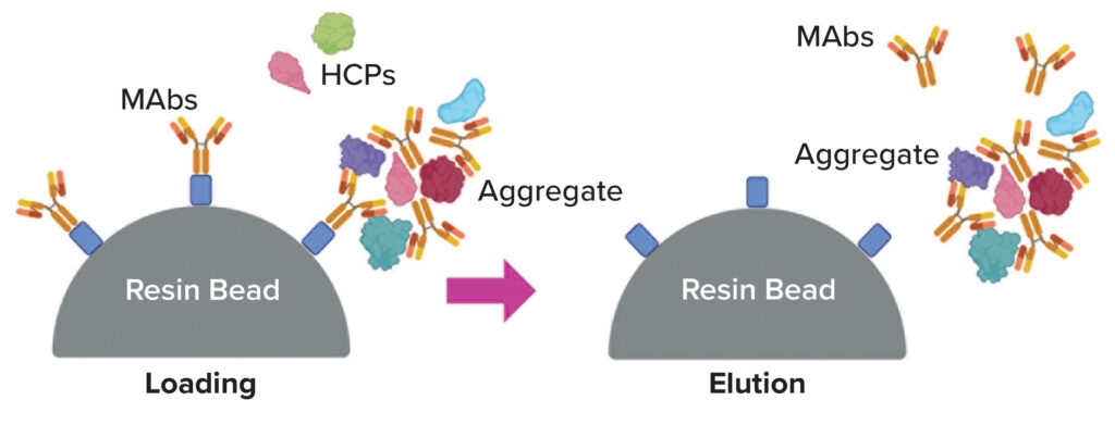 Control of Host Cell Proteins in Monoclonal-Antibody Bioprocessing ...
