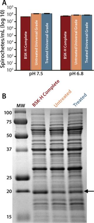 A Readily Available Source of BSA Consistently Supports Cultivation and ...