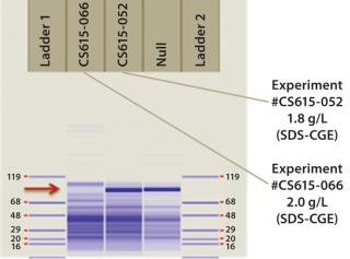 Expression of a Self-Assembling Antigen-Targeting Fusion Protein
