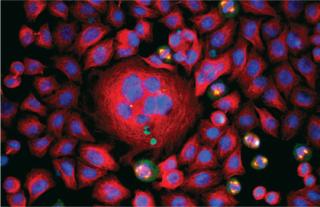 Cellular Communications