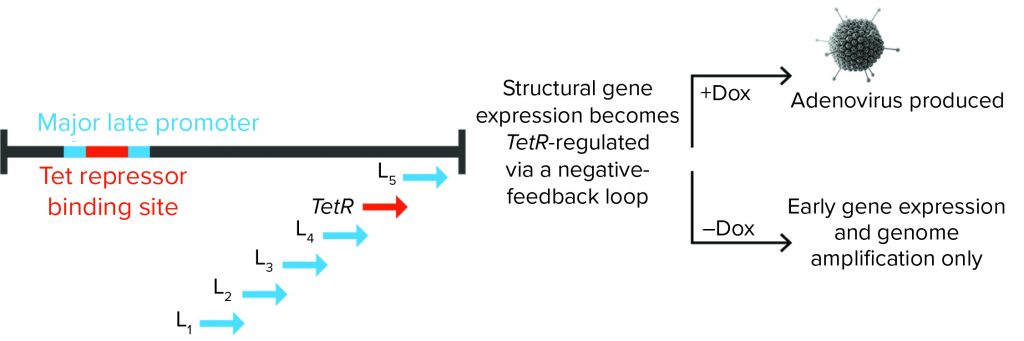 AAV Production: Leveraging Tet Repressors - BioProcess International