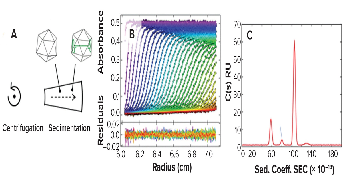 AAV Purity: Characterization Using AUC - BioProcess International