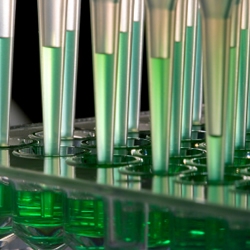 pDNA Production and Purification