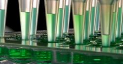 pDNA Production and Purification