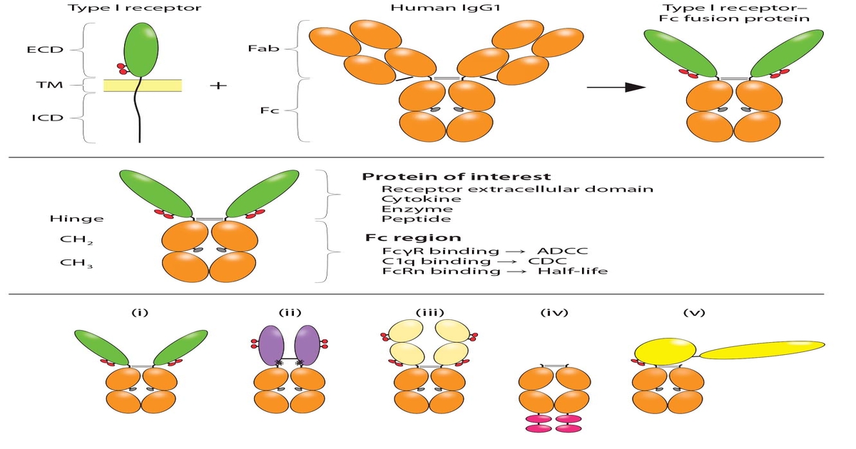Immunoglobulin Fc-Fusion Proteins Part 2: Therapeutic Uses and Clinical ...