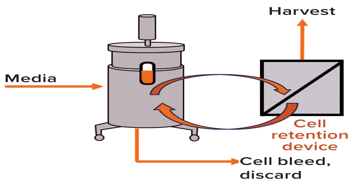 Perfusion Cell Culture: Shifts in Product Quality - BioProcess ...