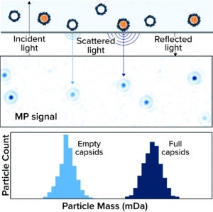 Mass Photometry: AAV Analytics - BioProcess International