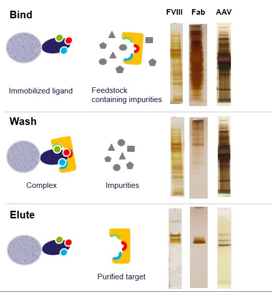 Efficient Solutions for the Purification of Challenging Antibody Formats