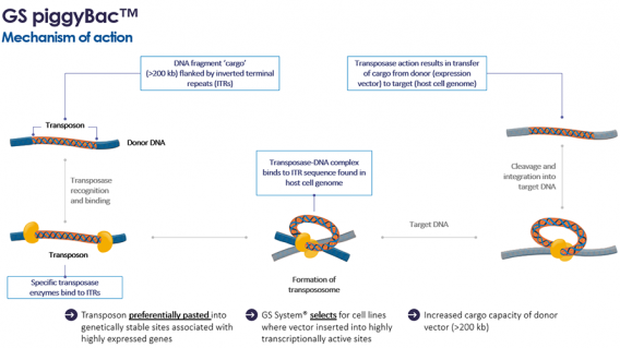 Lonza adds to cell line arsenal with piggyBac from Transposagen