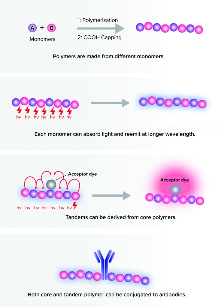 SuperNova v428 Dye: Next-Gen Polymer Dyes - BioProcess International