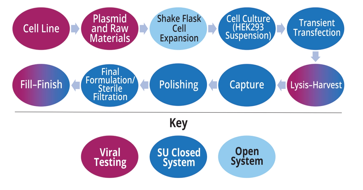 Viral Clearance of AAV Products by Detergent Lysis and Chromatography