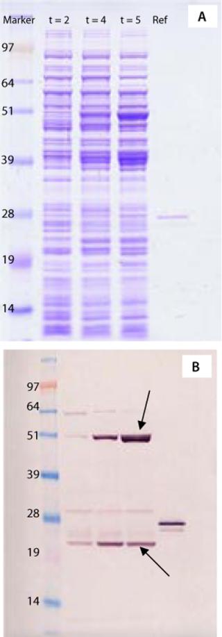 Proteomics Technology Applied to Upstream and Downstream Process ...