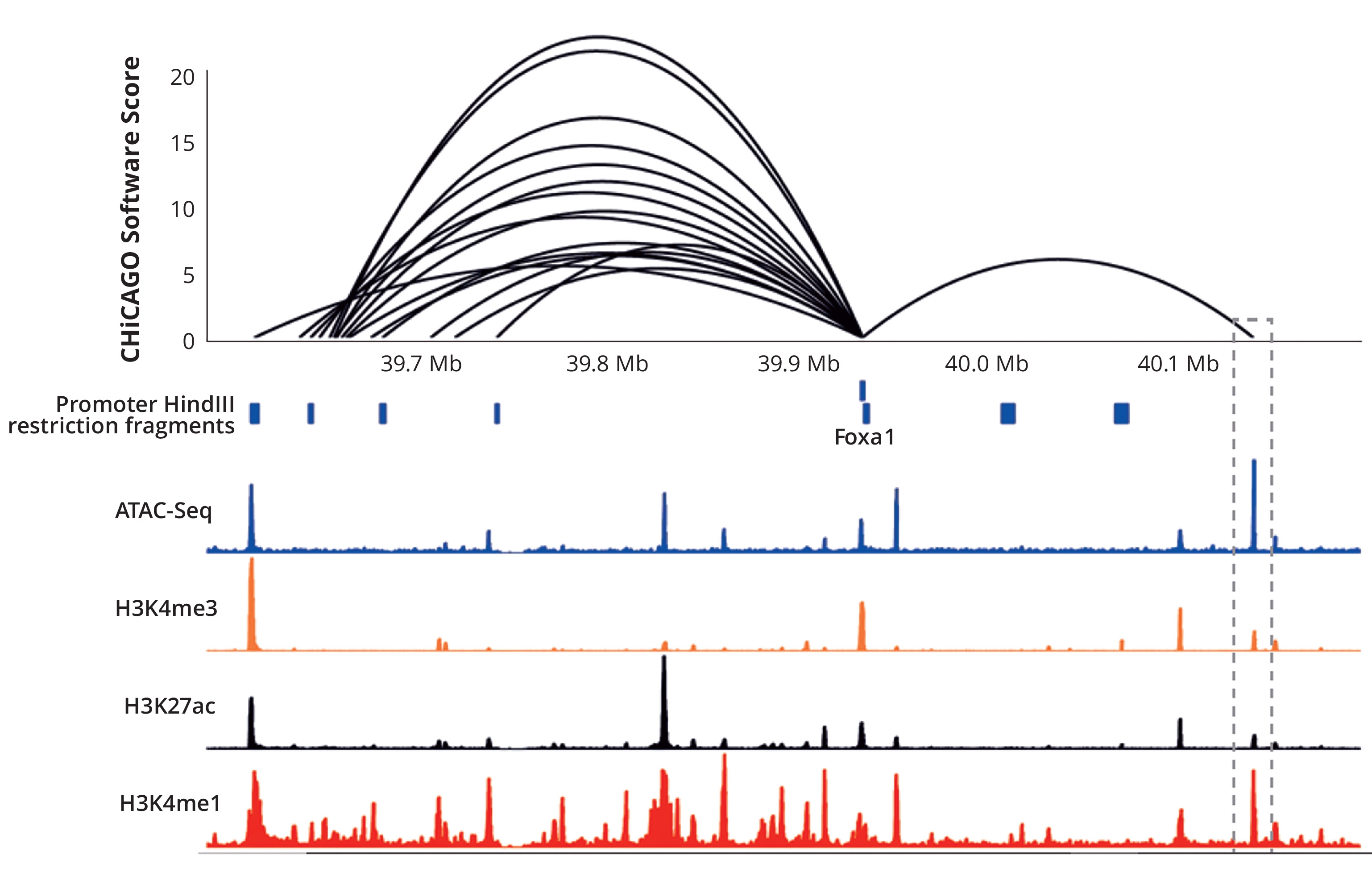 Creating Next-Generation CHO Expression Platforms